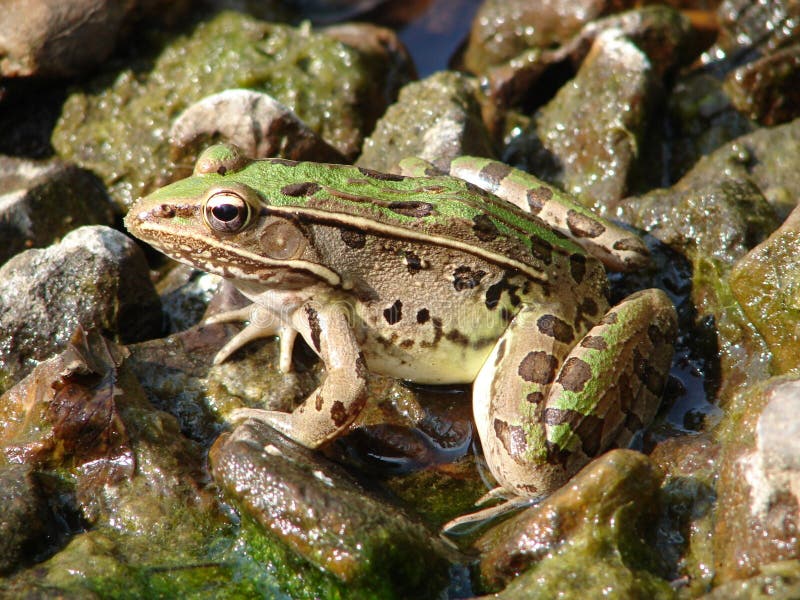 Frog stock photo. Image of reptiles, tadpole, animals, toad - 191684