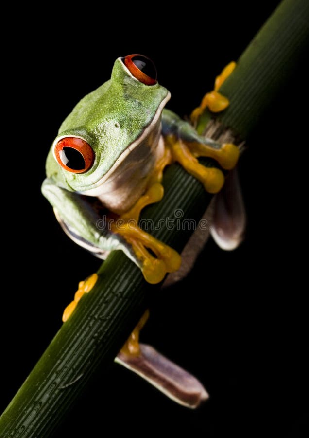 Frog climbing stock image. Image of green, eyed, frog - 2493801