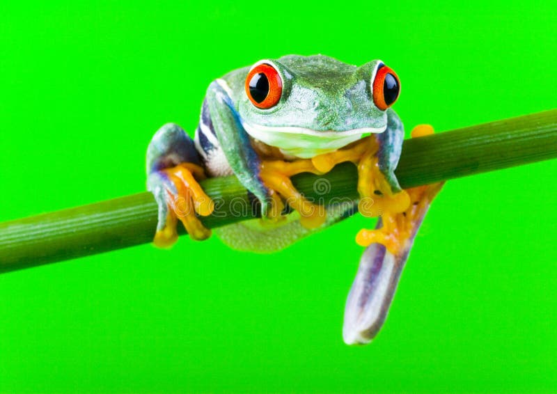 Cold frog stock image. Image of cubic, abstraction, bulging - 1890301