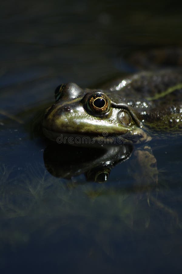 Frog 2 stock image. Image of green, animal, nature, waiting - 5376079