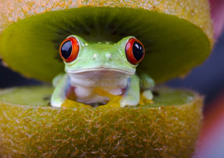 930 Black Eyed Tree Frog Stock Photos - Free & Royalty-Free Stock ...