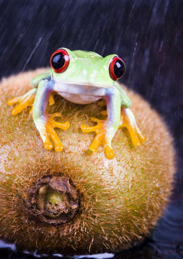 Frog stock photo. Image of leaf, america, frog, drop, drops - 2168786