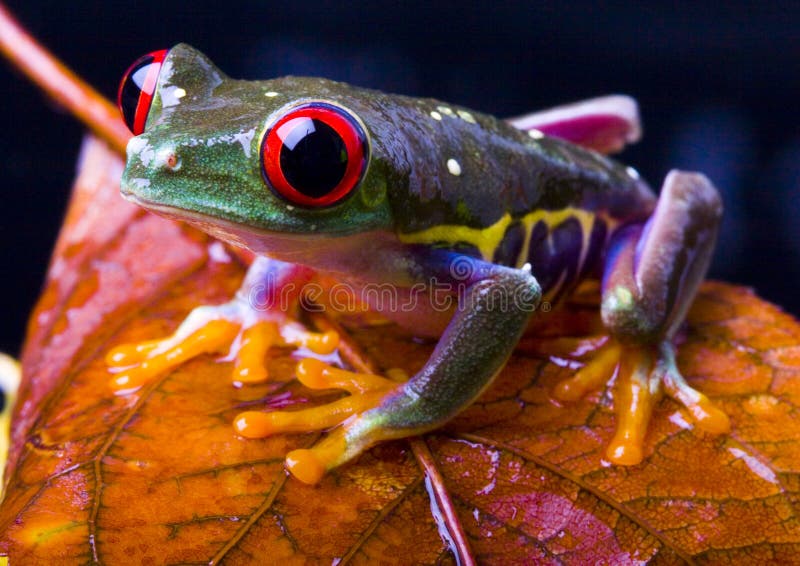 Frog stock image. Image of frogs, animal, fauna, autumnal - 2190441