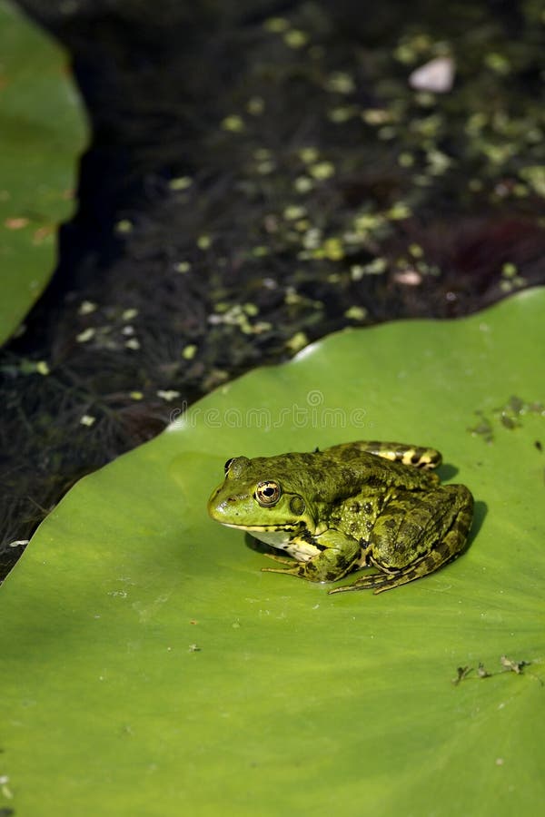 Frog stock photo. Image of ranula, lilly, frog, green - 22649960
