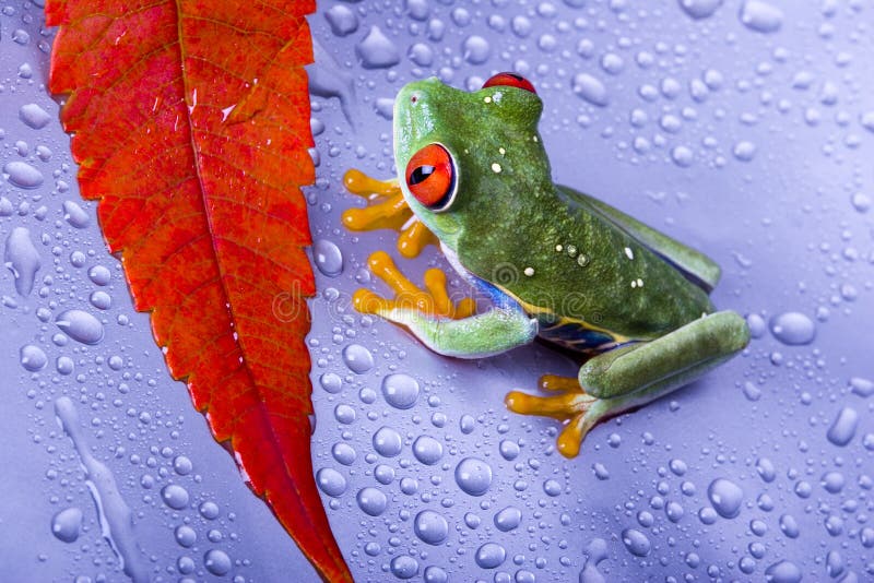Cold frog stock image. Image of cubic, abstraction, bulging - 1890301