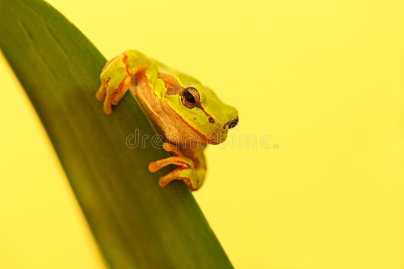 Glass Frog Transparent Amphibian in Rainforest Stock Image - Image of ...