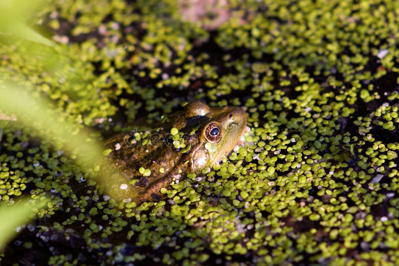 Tadpole stock image. Image of leaf, frog, green, macro - 5724923