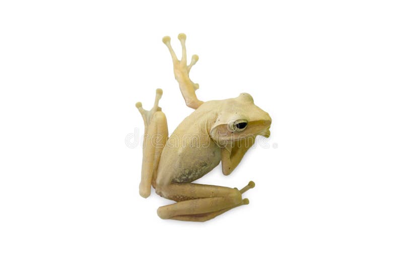 Tree Frog Isolated, 4 Views Stock Photo - Image of tree, angles: 2651924