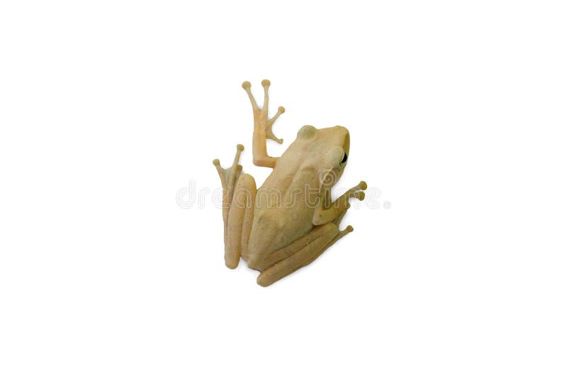 Isolated Frog, Back View stock photo. Image of amphibian - 2607034