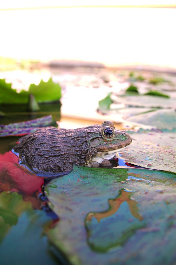 500 Frog Well Stock Photos - Free & Royalty-Free Stock Photos from ...