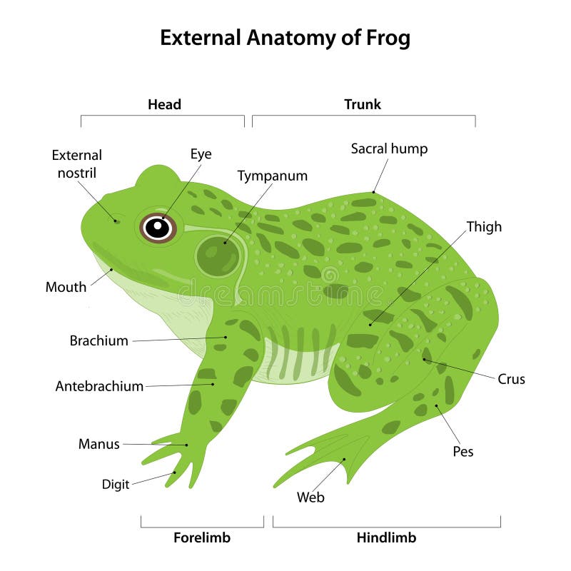 External anatomy of Frog stock illustration. Illustration of biology ...