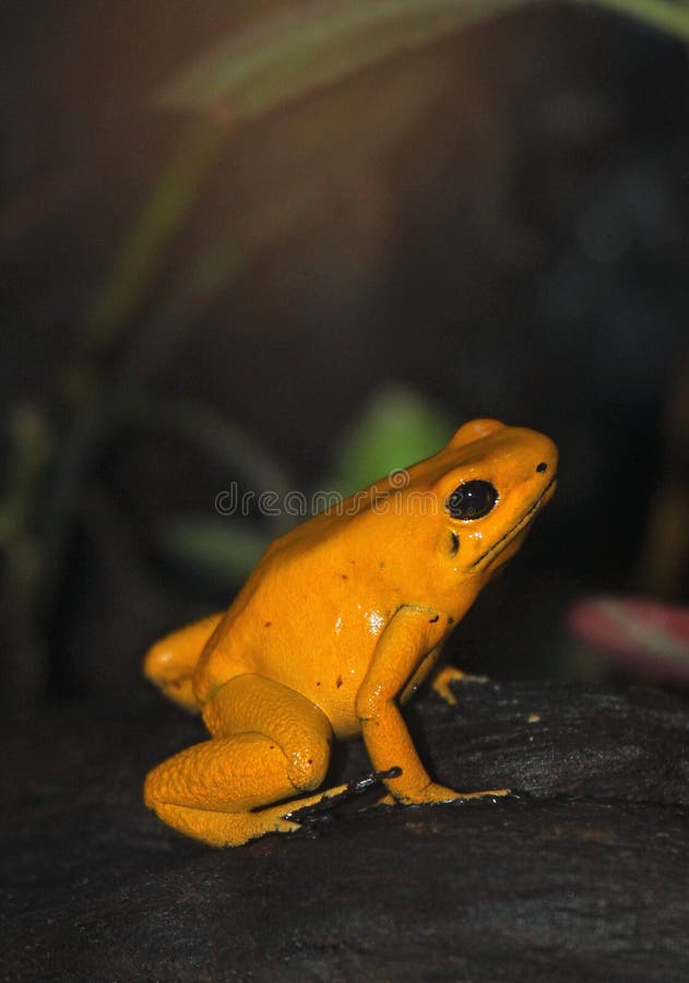 303 Poisonous Amazon Tree Frog Stock Photos - Free & Royalty-Free Stock ...