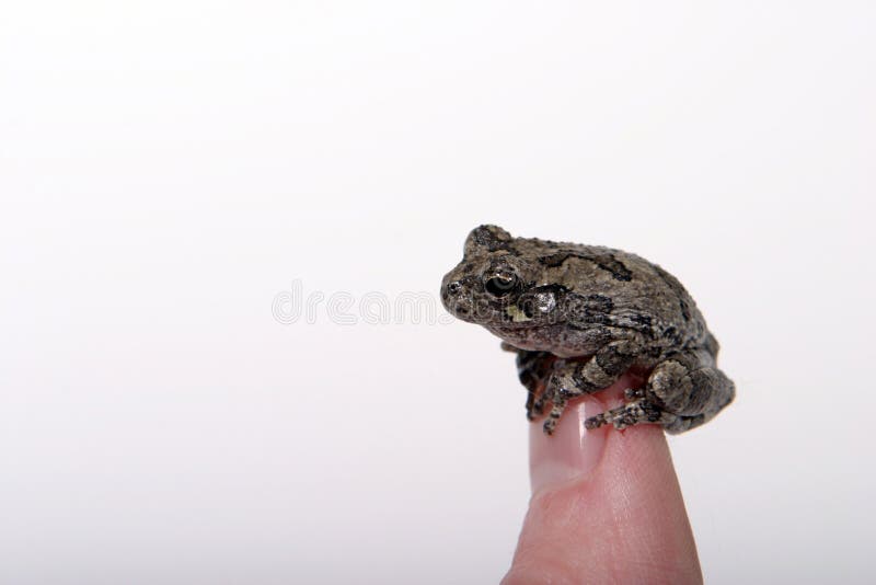 Frog 3 stock image. Image of animal, blooded, wildlife, dissect - 84071