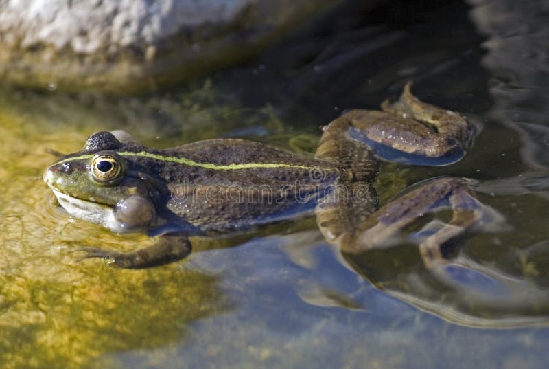 Frog Balance stock image. Image of macro, frond, australia - 299009