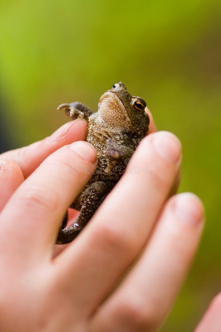 1,347 Picture Froggy Stock Photos - Free & Royalty-Free Stock Photos ...