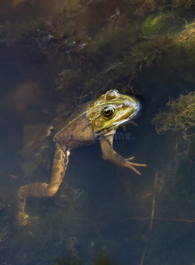 Swimming frog stock image. Image of wildlife, reptile - 8408239