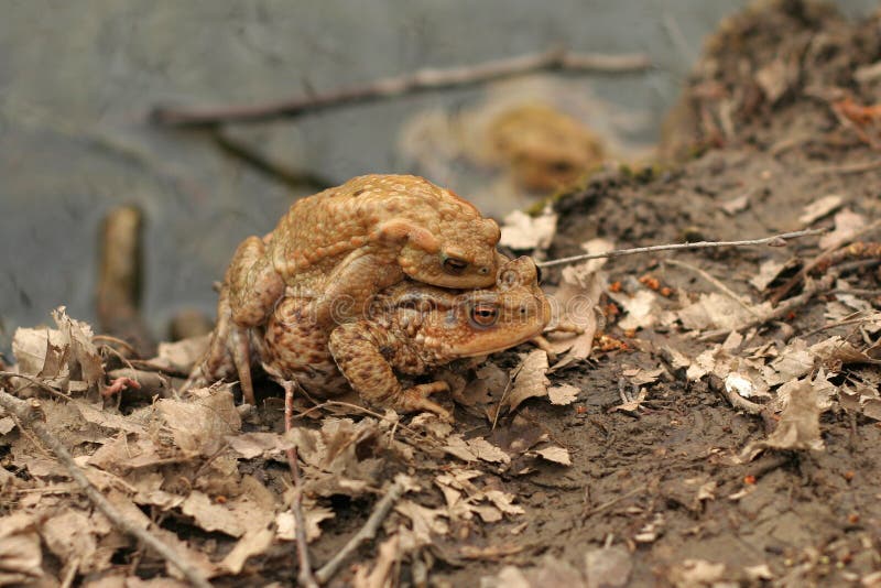 Eastern American Toad (Bufo Americanus) Stock Photo - Image of details ...