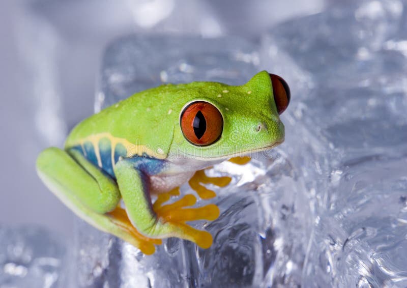 Cold frog stock image. Image of cold, amphibians, damp - 1890391