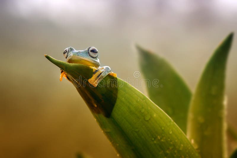 Frog activities stock image. Image of nature, indonesia - 48463799