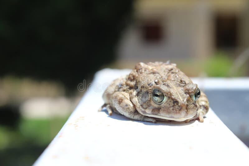 Frog stock photo. Image of egyptian, frogbody, regularis - 123986628