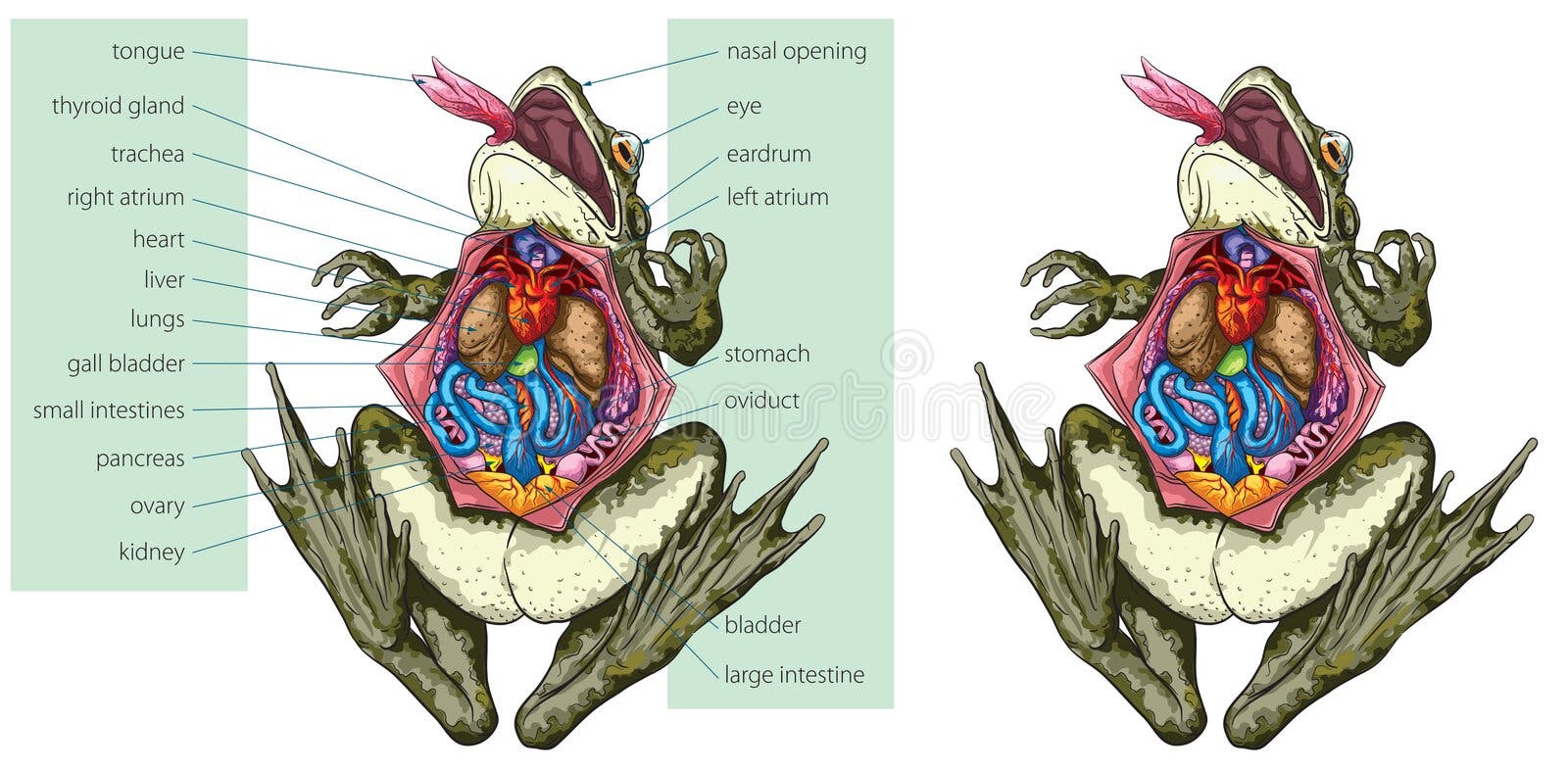 Frog Anatomy , Frog Classification and Body Structure – SQPSDH