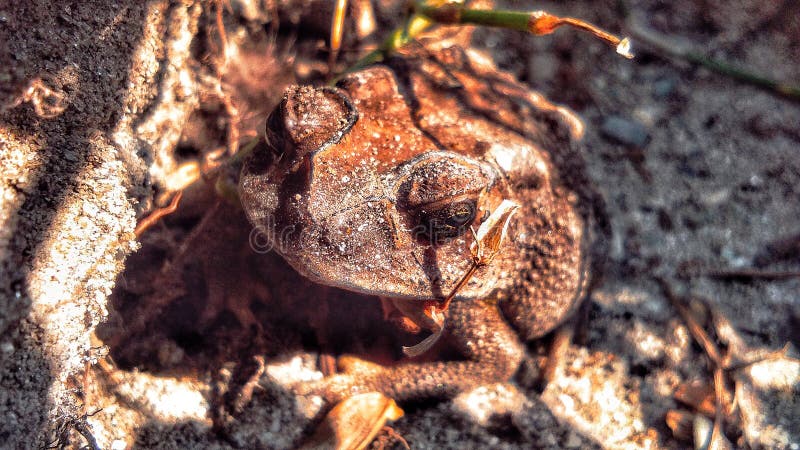 Angry toad stock image. Image of lumpy, boss, frog, staring - 9541219