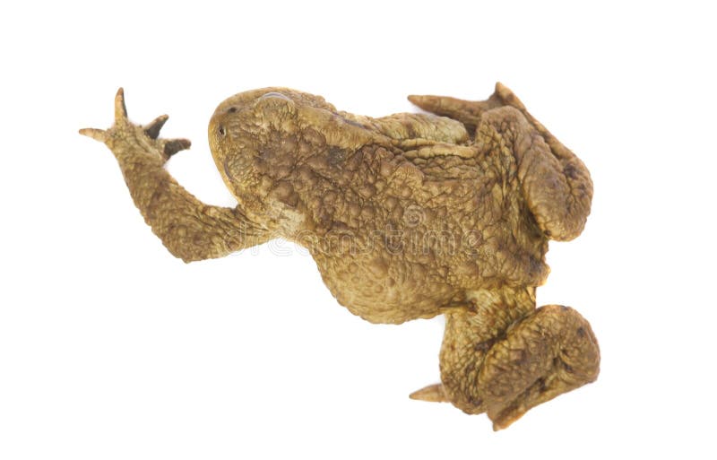 Frog Animal Crawling Isolated Stock Image - Image of biology, closeup ...