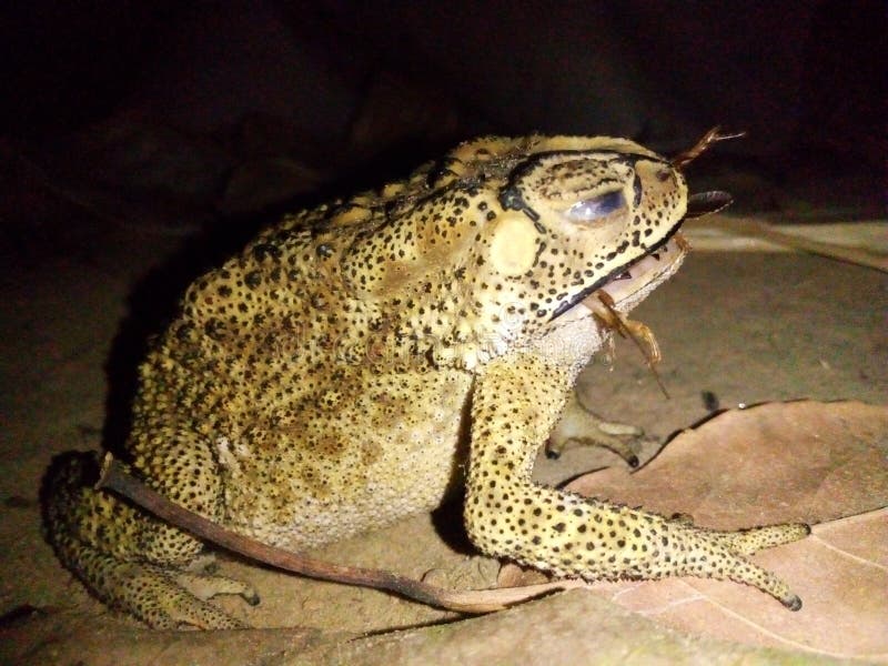 It is Frog Animal. it Eat Its Food Stock Image - Image of animal, frog ...