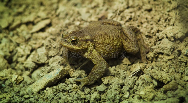 Frog animal looking stock photo. Image of natural, closeup - 144289378