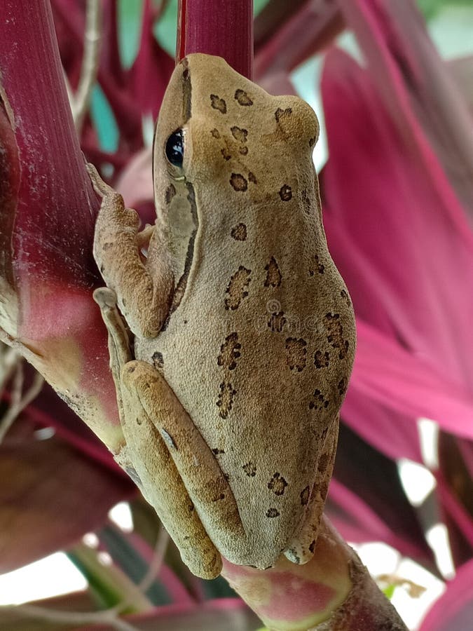 Frog Animal Rest on Red Tree Stock Image - Image of animal, rest: 266494949
