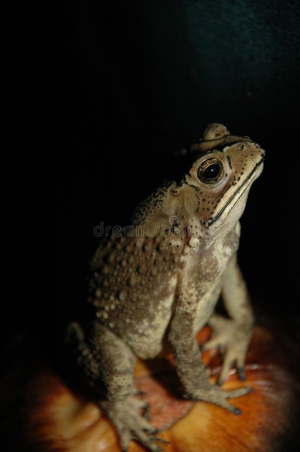 Frog, Animal, Small, Toad, Wildlife, Cute, Feet, Sticky, Close- Stock ...