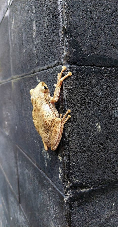 Frog Animal Wall Outdoor Morning Stock Photo - Image of frog, wall ...