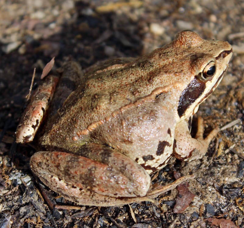 Frog. Anuran stock image. Image of ground, watching, woods - 44221125