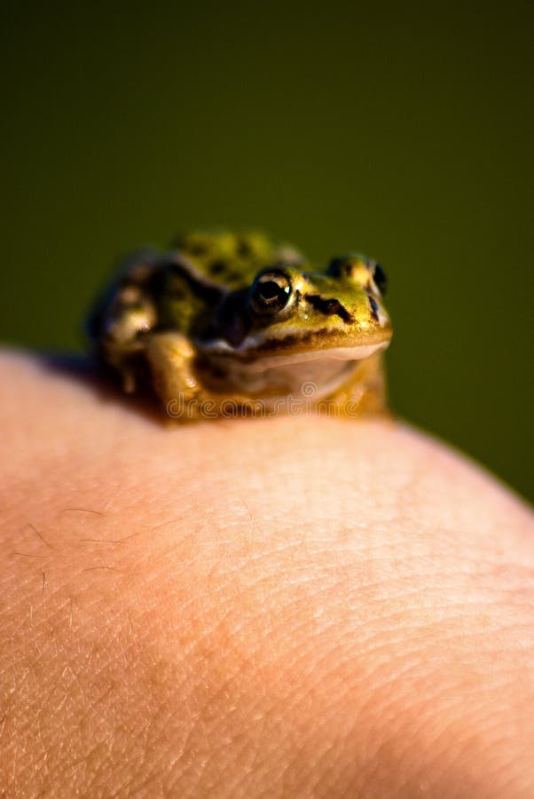 Frog sitting on the arm stock image. Image of croaker - 15914503