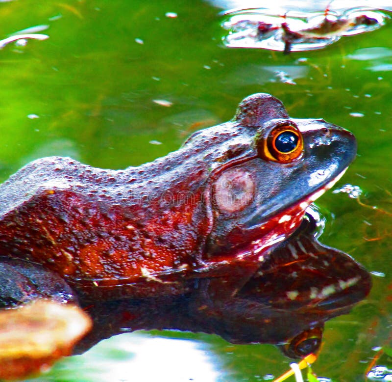 Frog in pond stock photo. Image of pond, animal, lake - 5594976
