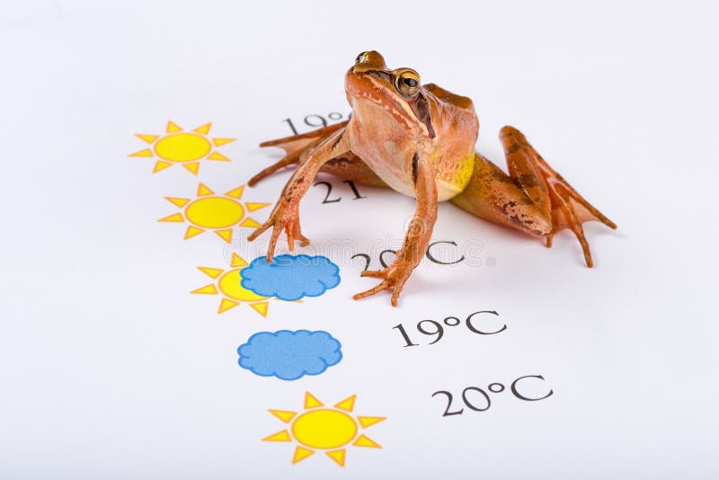 Frog As a Weather Prophet Makes the Weather Forecast, Universal Version ...