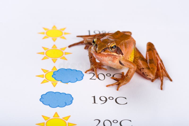 Frog As a Weather Prophet Makes the Weather Forecast, Universal Version ...