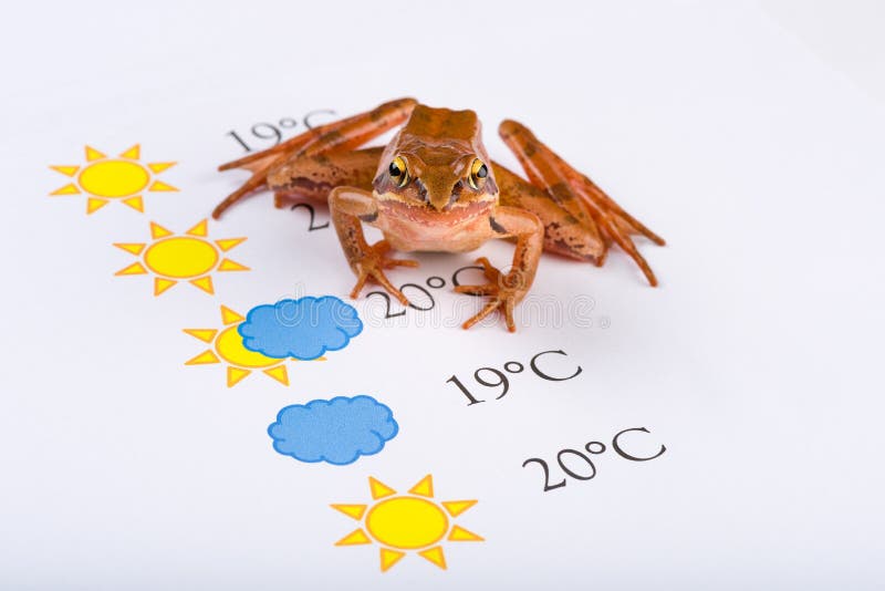Frog As a Weather Prophet Makes the Weather Forecast, Universal Version ...