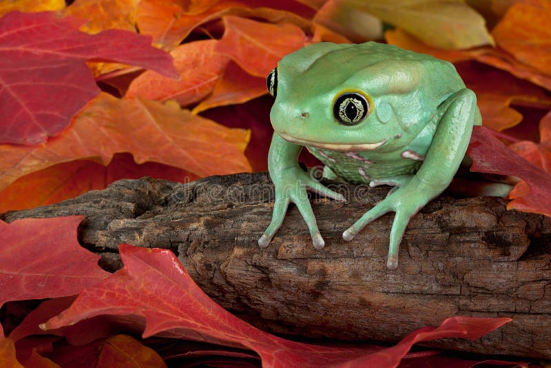 Frog in autumn stock image. Image of waxy, webfoot, tree - 27300213