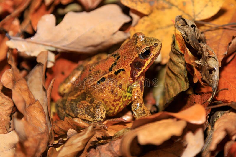 Frog at autumn stock image. Image of makro, amphibien - 103018051