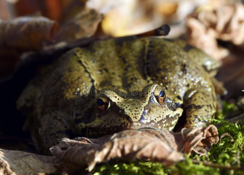 Frog stock image. Image of season, animal, portrait, autumn - 61719193