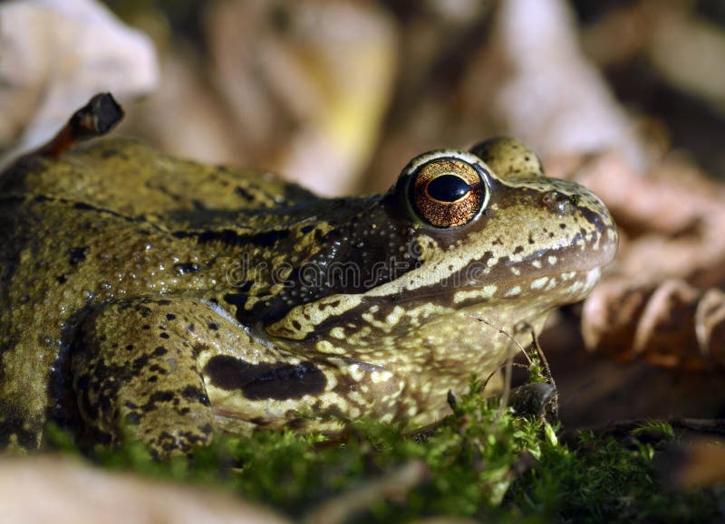 Frog stock photo. Image of autumn, leaves, detail, animal - 61719216