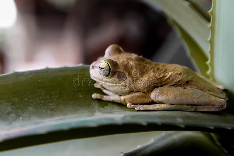 Frog in the Babosa stock image. Image of frog, lizard - 241688301