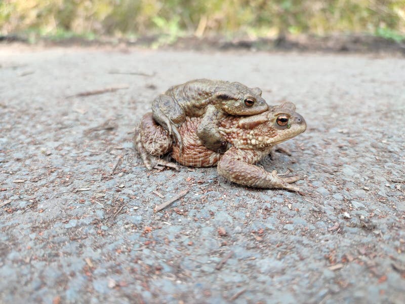 Frog with a Baby Frog on it S Back Stock Image - Image of baby, green ...