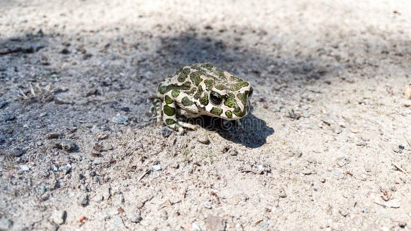 Frog on a Background of Sandy Soil Stock Photo - Image of spots, sandy ...
