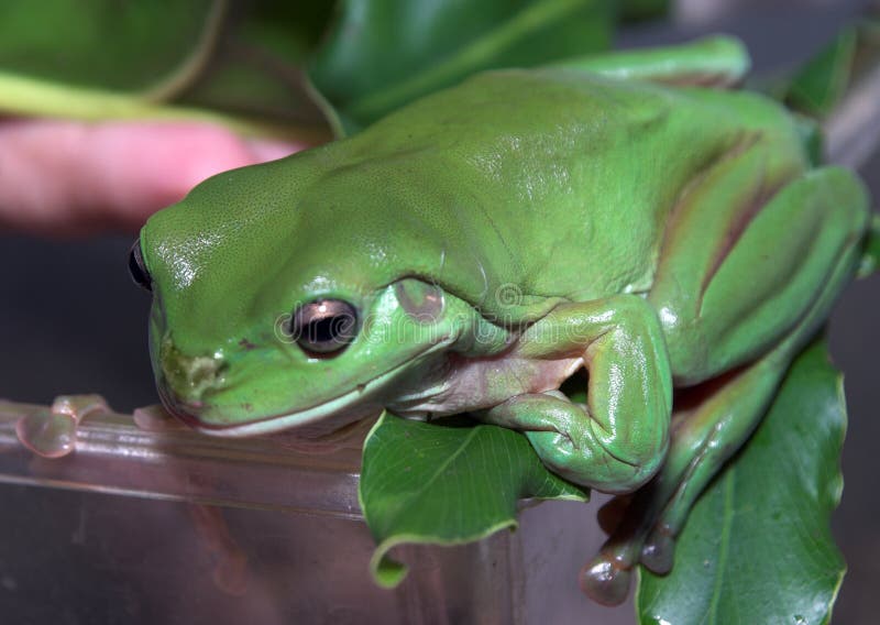 Frog Balance stock image. Image of macro, frond, australia - 299009