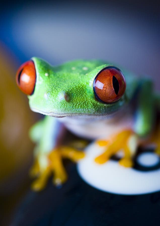 Frog on the balls stock photo. Image of colours, damp - 1891182