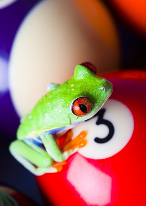 Frog on the balls stock image. Image of billiards, frogs - 1891211
