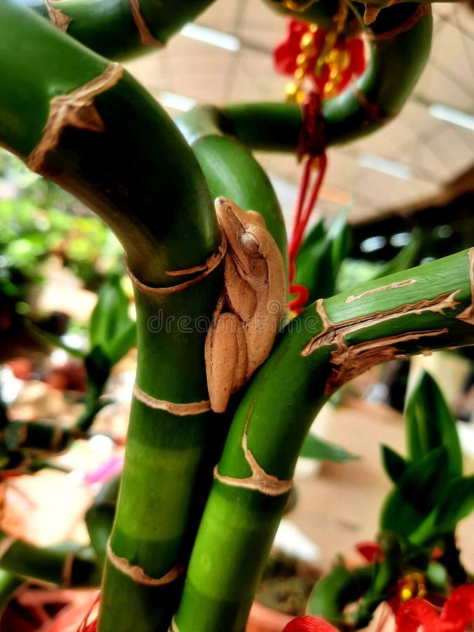 Frog on bamboo stock photo. Image of chinese, frog, year - 264430990