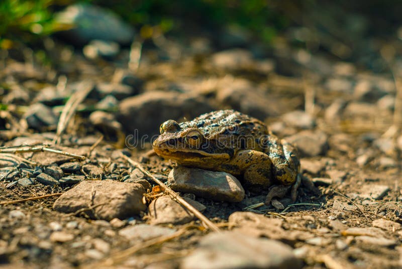 A Frog is Basking in the Sun on the Shore of the Lake. Stock Photo ...